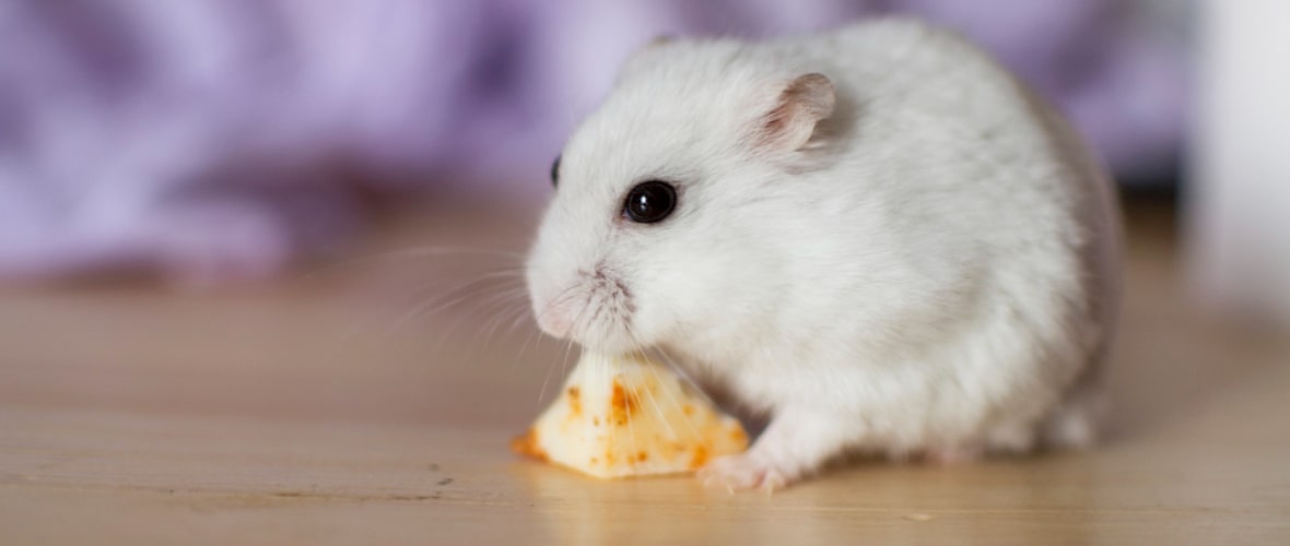 Hámster blanco (25 fotos): características de los hámsters albinos con ...