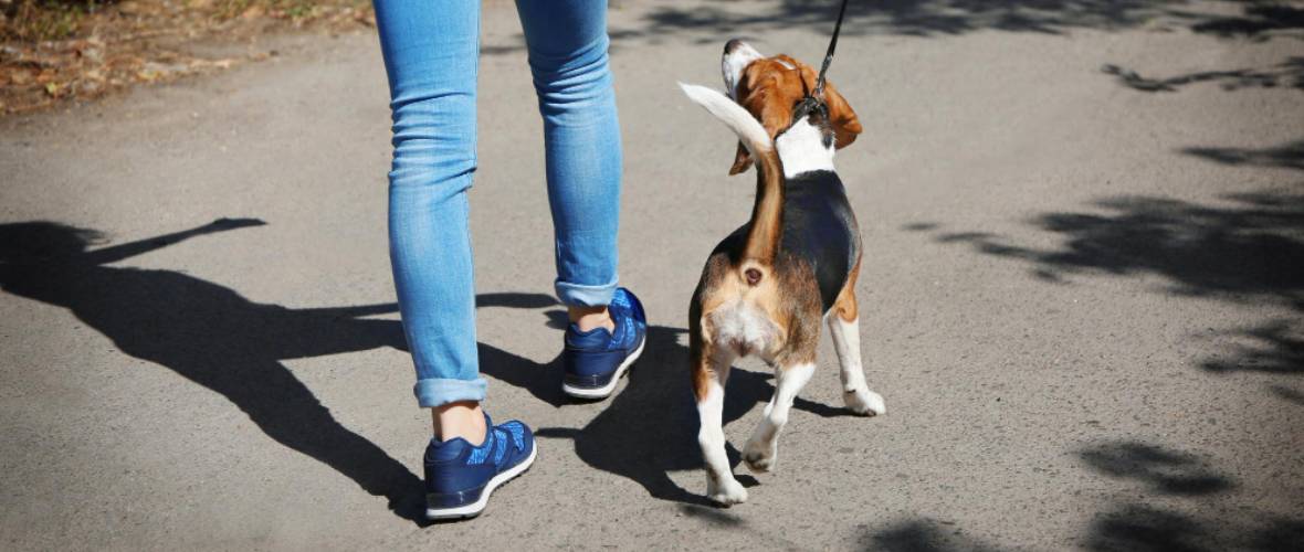 Todas las claves para pasear a un perro correctamente