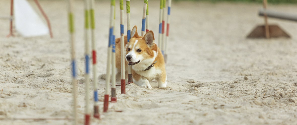 Agility para perros: Qué es, consejos y más | Blog Kiwoko