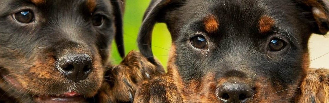 ¿Cómo presentar a dos perros que van a vivir juntos?| Kiwoko