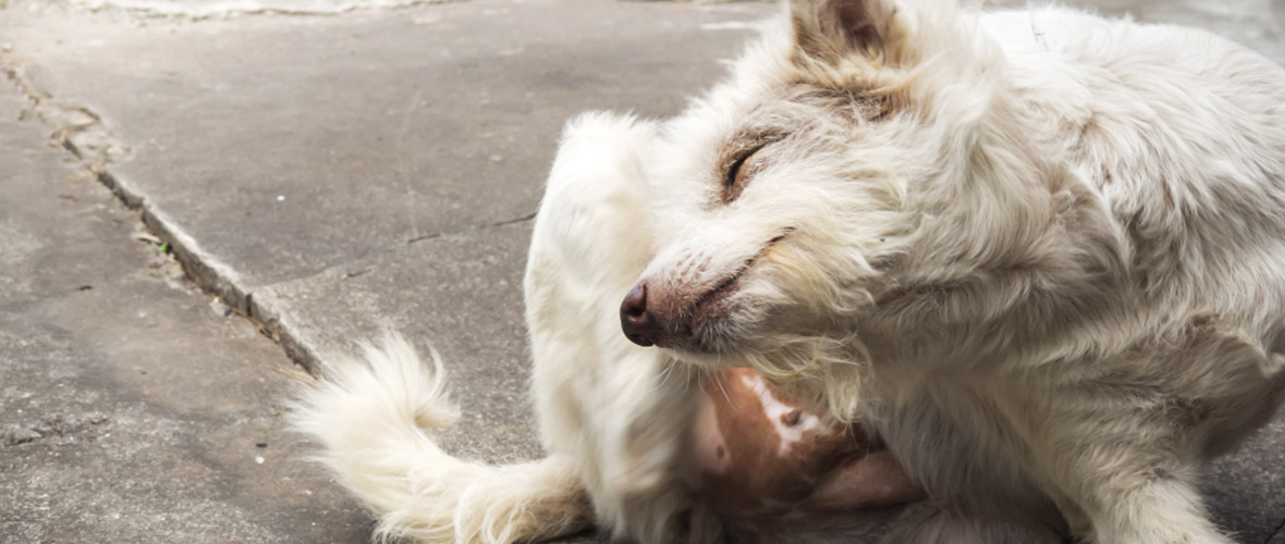 Todo lo que debes saber sobre las pulgas en perros