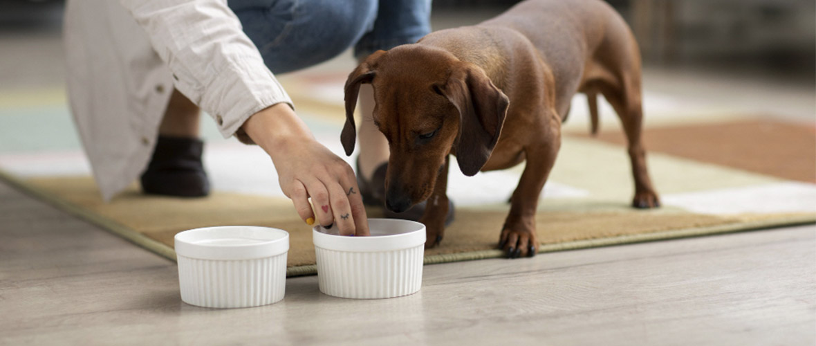 Está Bien Alimentar A Un Perro Una Vez Al Día