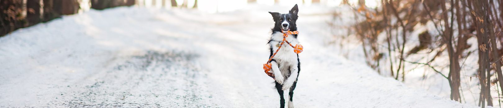 Esquiar con perros | Kiwoko