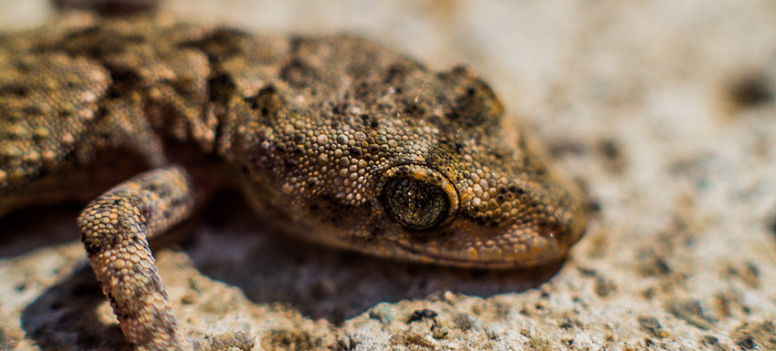 Recomendaciones para cuidar a tu reptil en verano