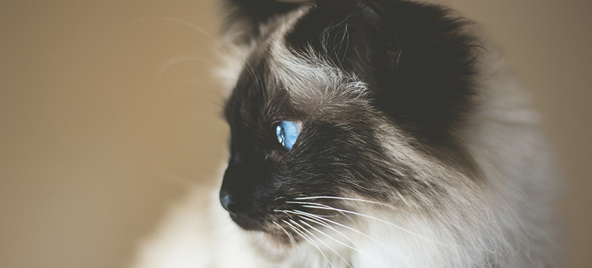 Gato siamés: consejos, cuidados y características