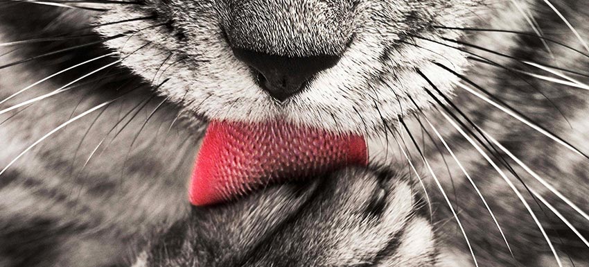 ¿Por qué los gatos tienen la lengua rasposa? | Blog Kiwoko