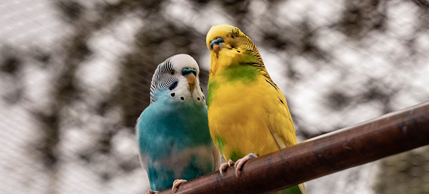 Cómo ayudar a tu pájaro en la muda de plumaje | Kiwoko blog