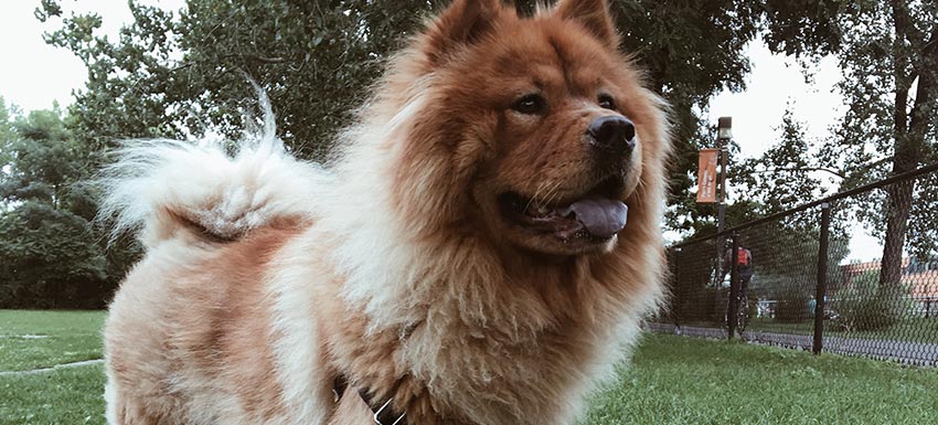 ¿Por qué algunas razas de perro tienen la lengua azul? | Blog Kiwoko