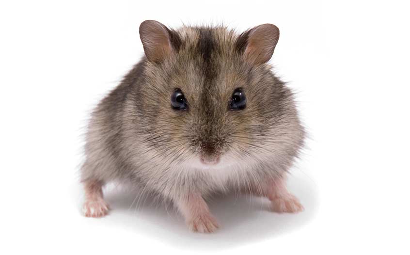 ¿Cómo cuidar a un hámster ruso gris?
