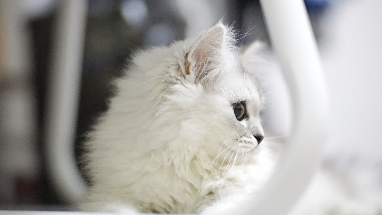 Cómo cuidar a un gato angora