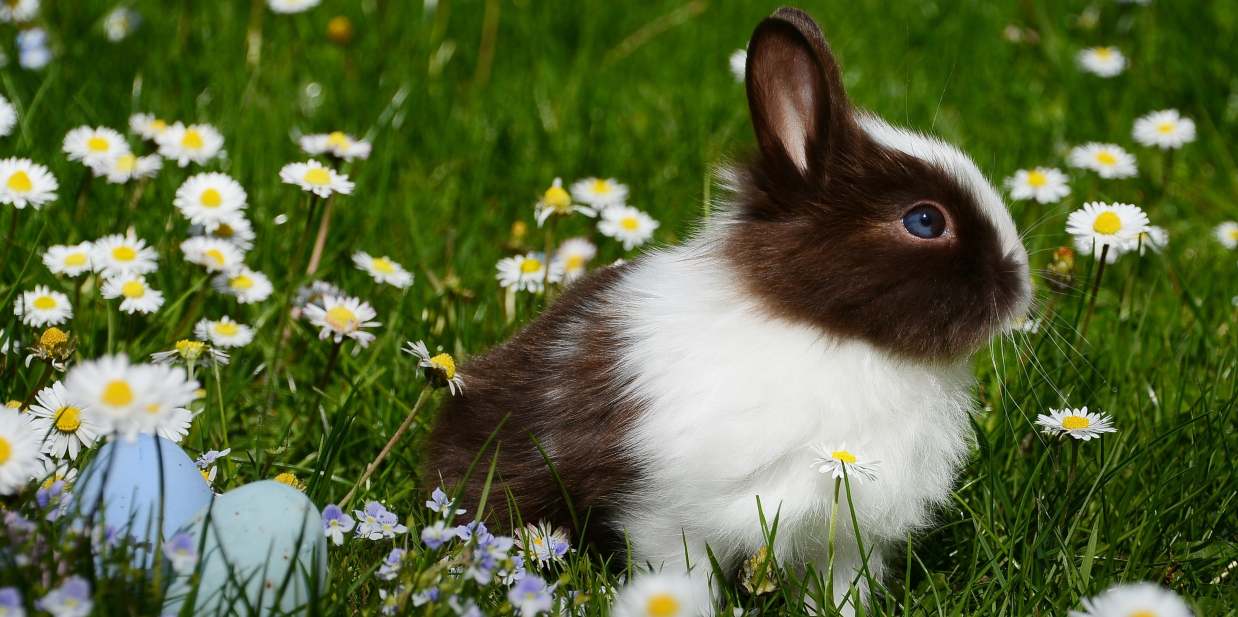 Curiosidades sobre los conejos toy o enanos