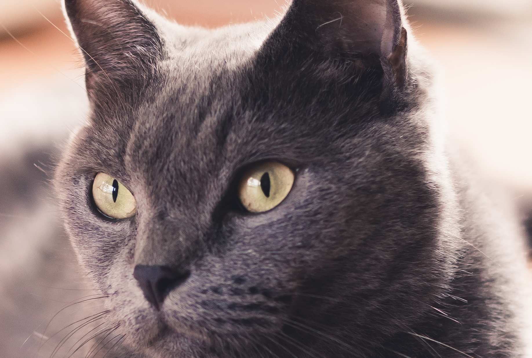 Cómo cuidar a un gato azul ruso