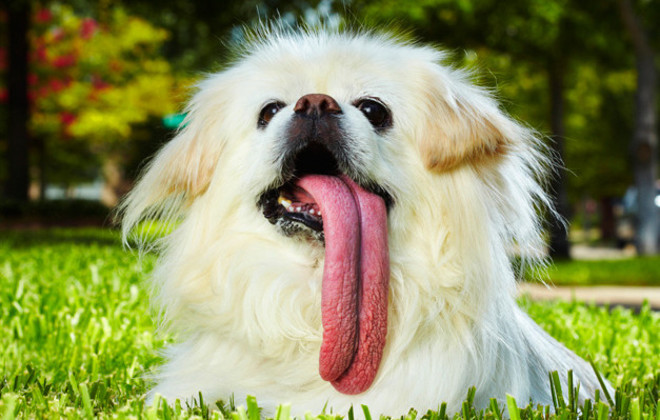 Perros con récord guinness