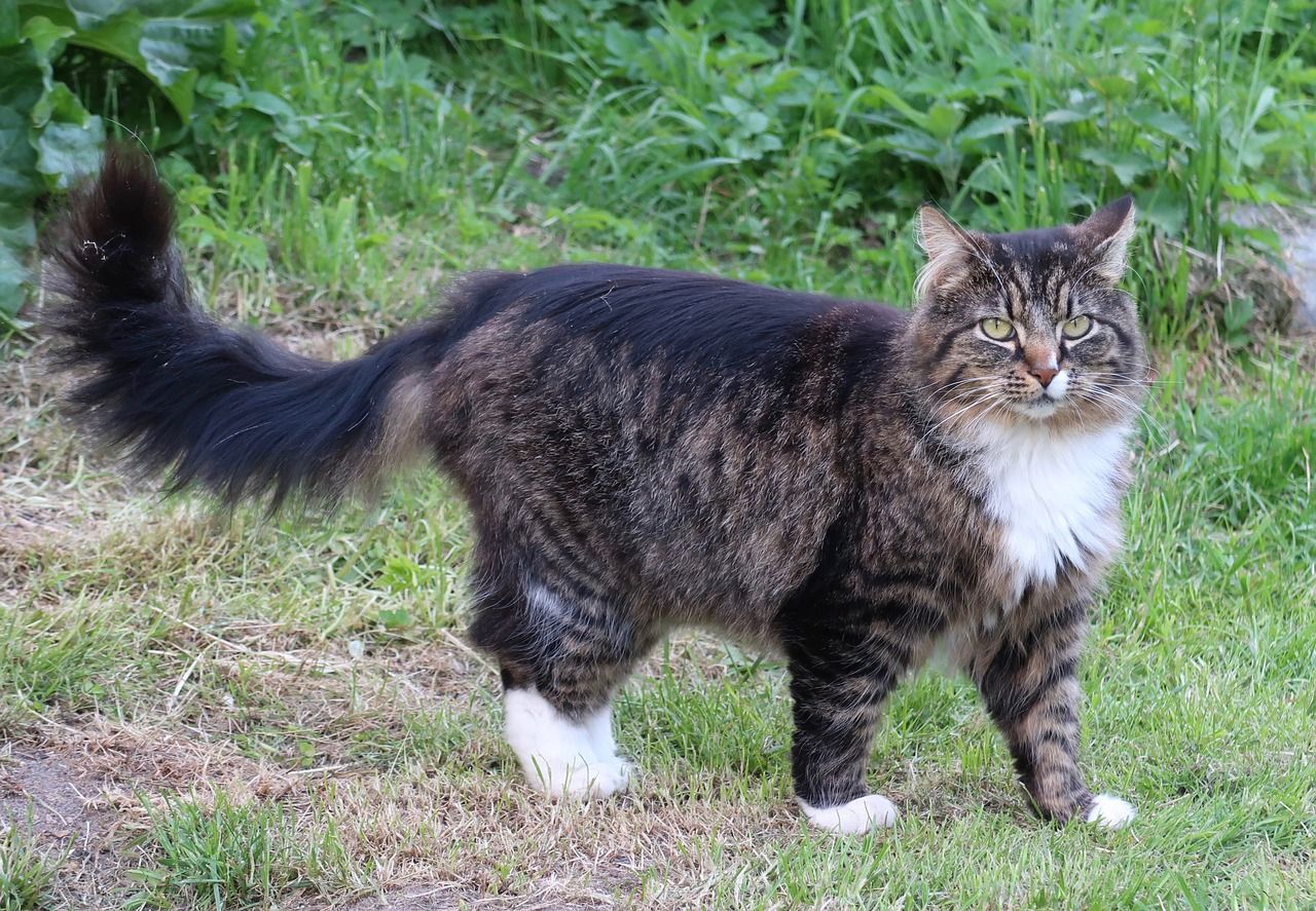 Todo sobre el gato Bosque de Noruega