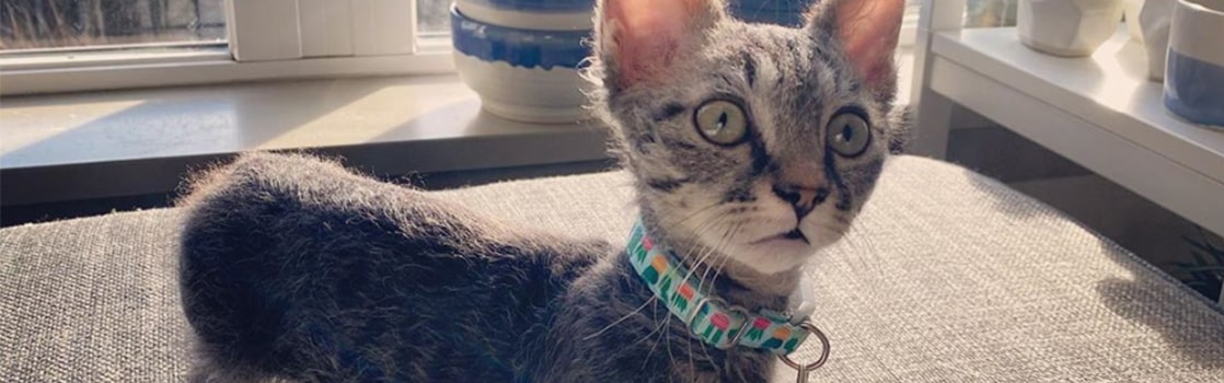 Cómo cuidar a un gato laperm