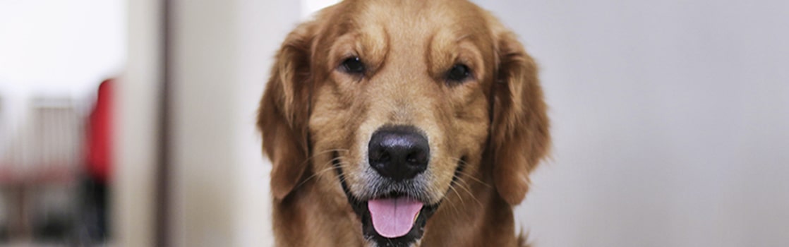 Cual Es El Mejor Perro Lazarillo