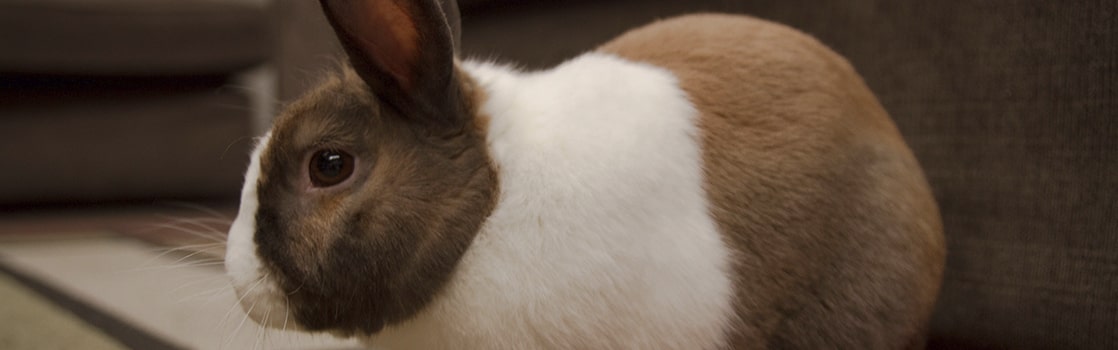 ¿Los dientes de los conejos no paran de crecer?