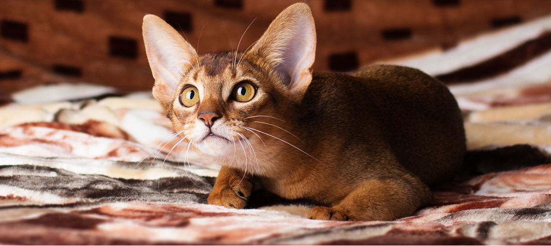 Gato Abisinio: Consejos, Cuidados y Características | Kiwoko