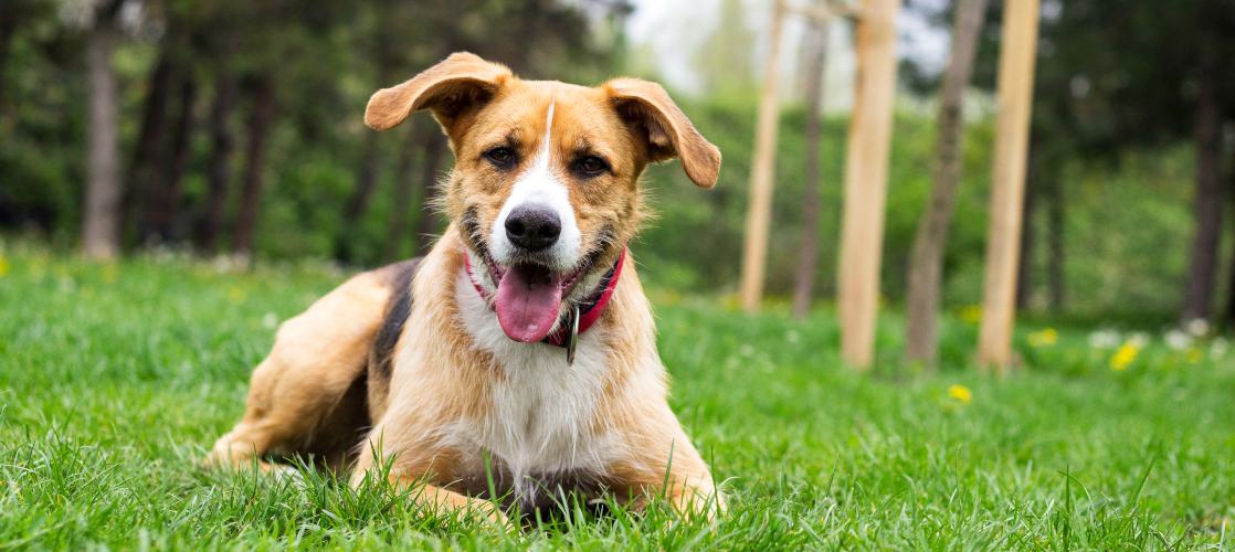 Adoptar un perro sin raza | Kiwoko