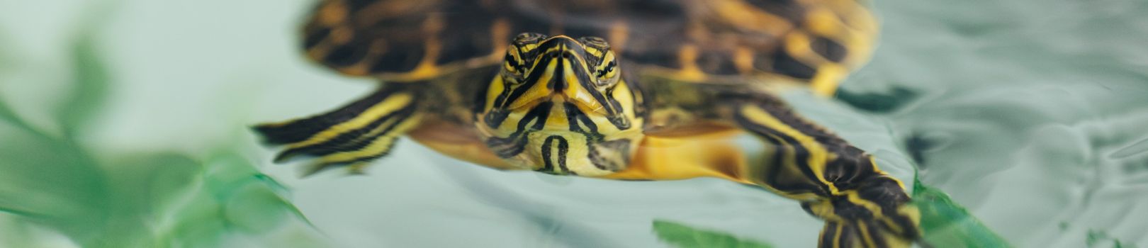 ¿Cómo cuidar a tu tortuga acuática?