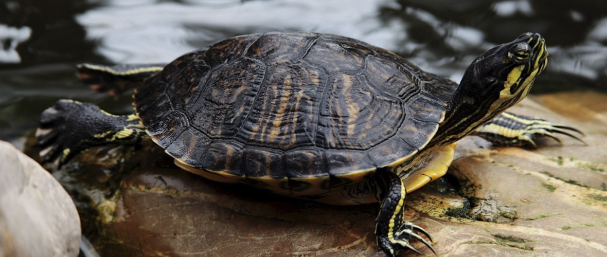 Tortugas Acuáticas Como Mascotas La TORTUGA Como Mascota Guía