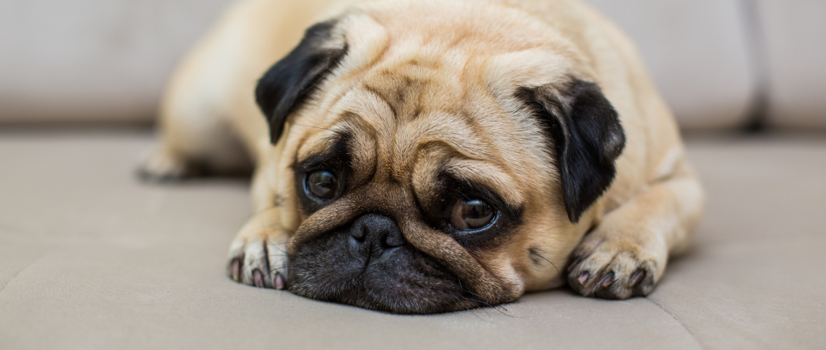 Un Perro Puede Pasar Todo El Dia Sin Agua