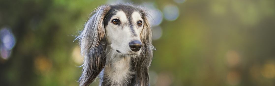 Los Huskies Pierden Mucho Pelo