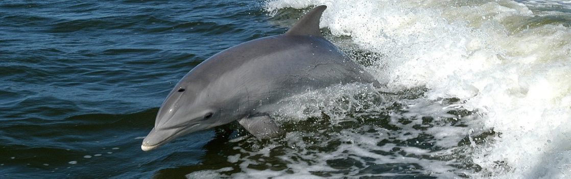 Los animales más Inteligentes del mundo | Blog Kiwoko