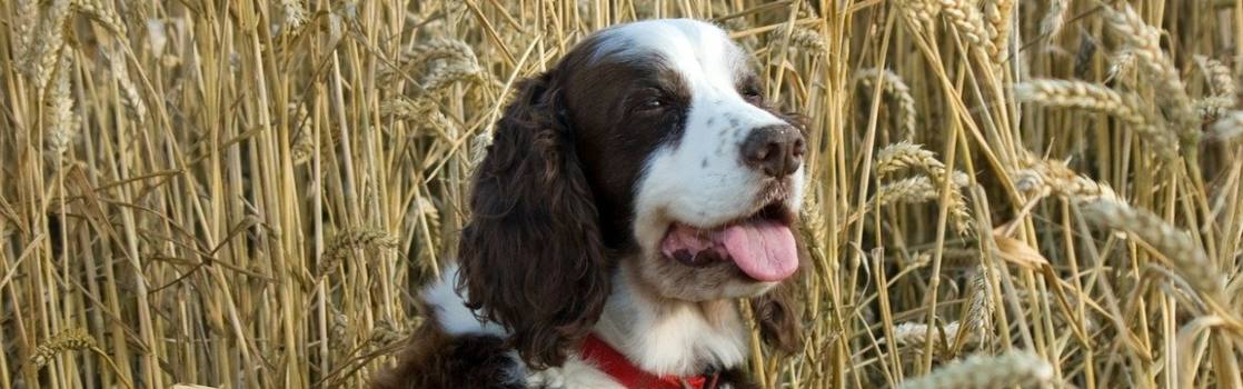 Espigas en Perros: Síntomas, Peligros y Cómo Actuar | Kiwoko