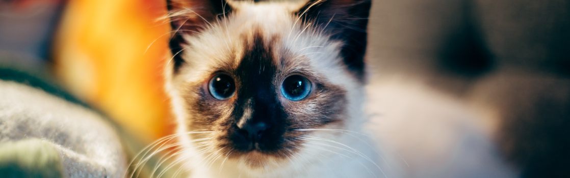 Gato Balinés: Consejos, Cuidados y Características | Kiwoko