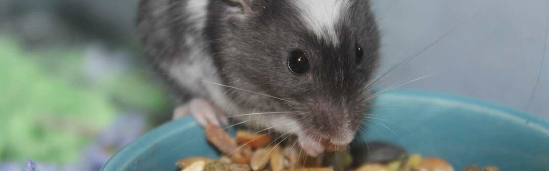 ¿Qué Comen los Ratones? | Kiwoko