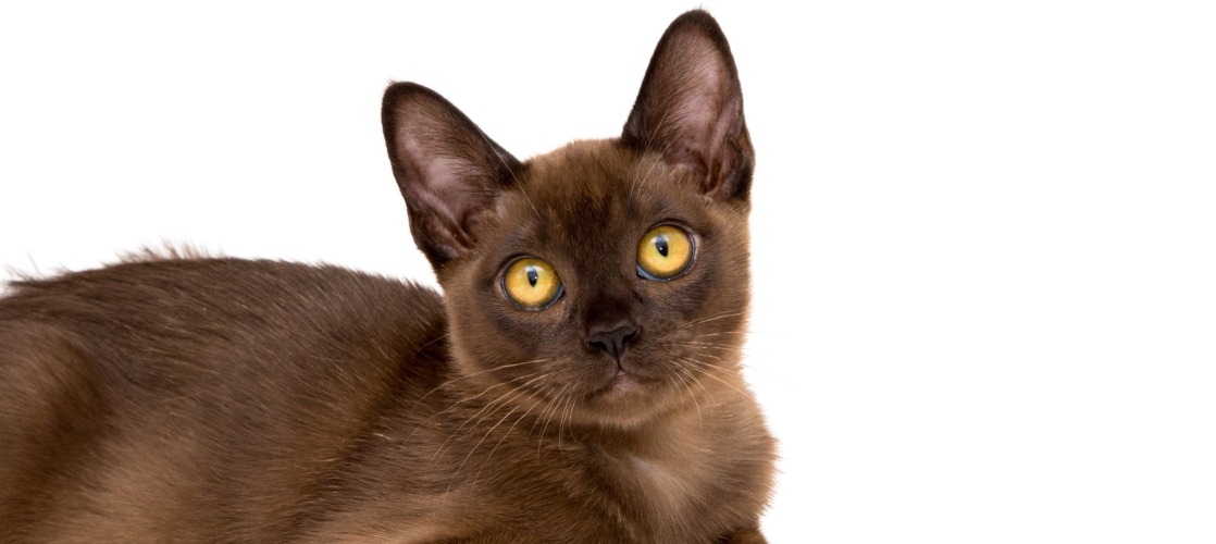 Gato Burmés: Origen, cuidados y características