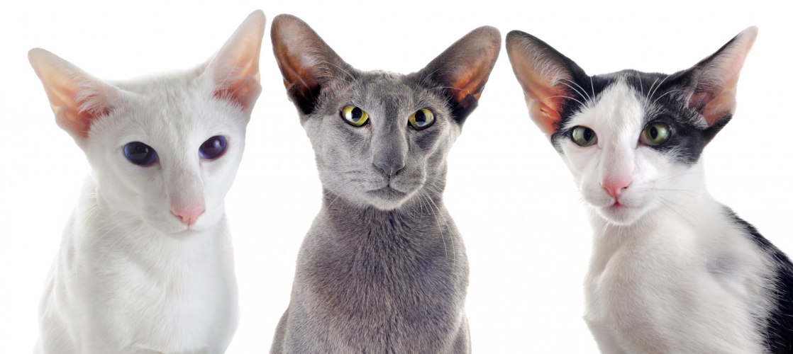 Gato asiático (18 fotos): descripción de las razas. Cómo son un gato ...