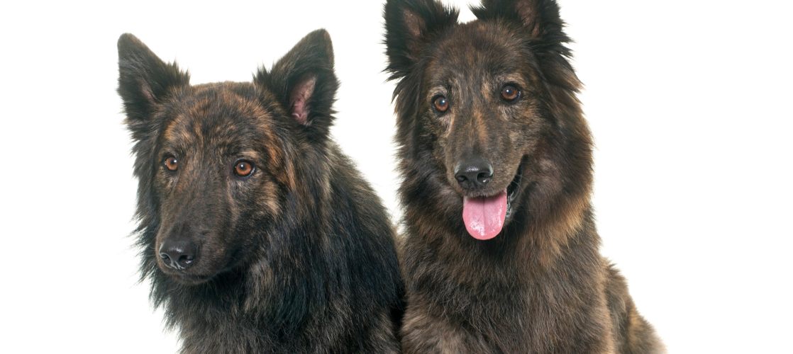 Los Plátanos Son Buenos Para El Pastor Holandés