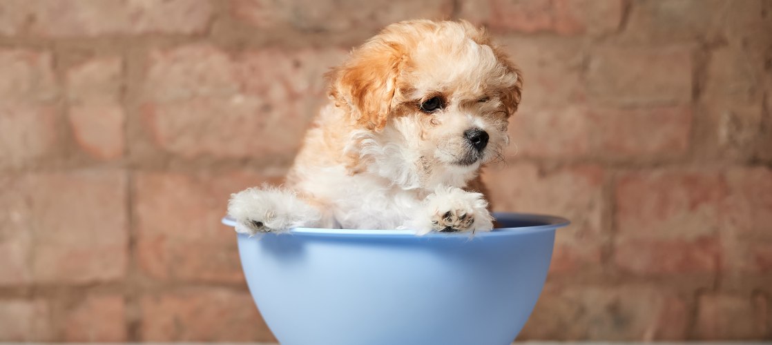 Calcula el peso ideal para tu perro | Kiwoko