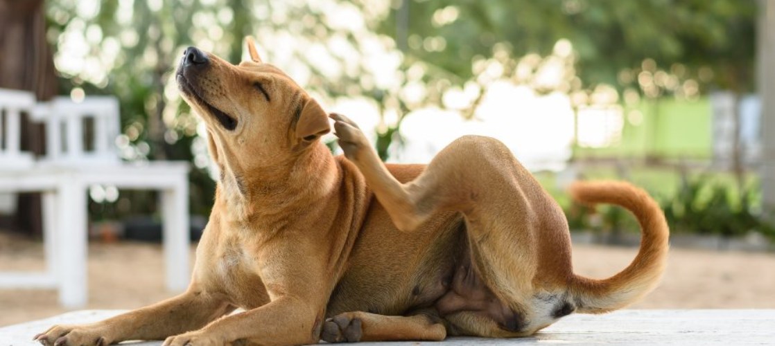 Caspa en Perros: Más común de lo que piensas | Kiwoko