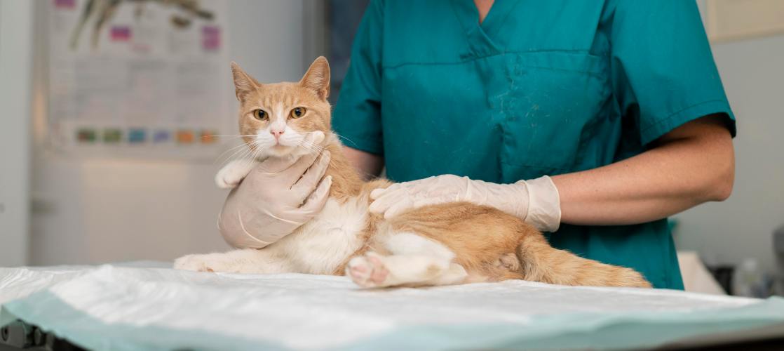 Castración en Gatos: Todo lo que Debes Saber | Kiwoko