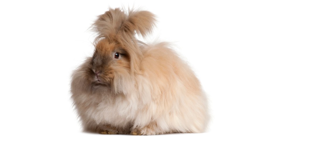 Conejo de Angora: Origen, cuidados y características | Blog Kiwoko
