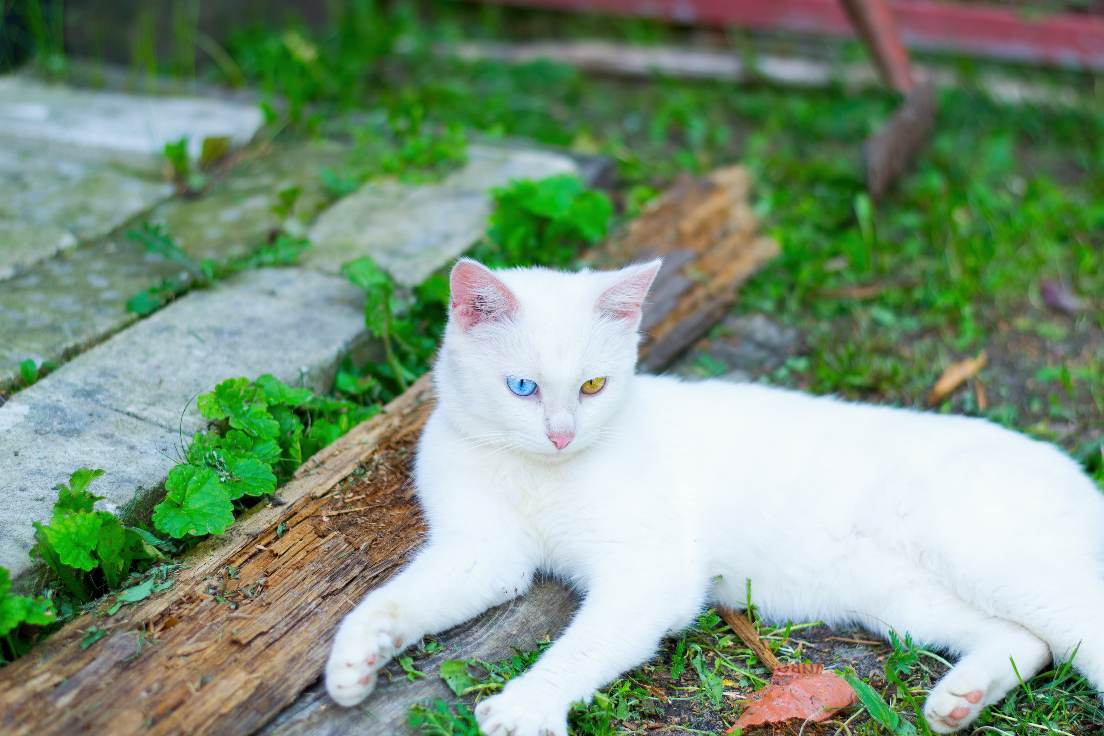 Khao Manee: Cuidados y Características | Kiwoko