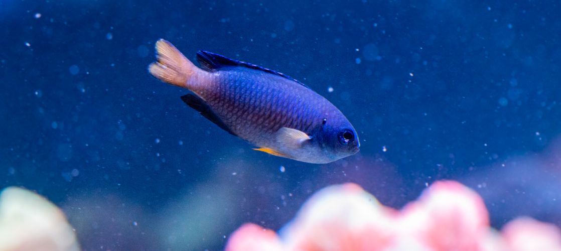 Peces Damisela: Características y Cuidados | Kiwoko