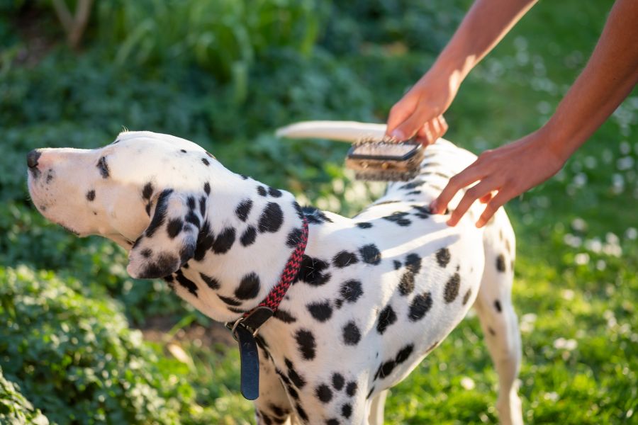 Perros con pelo Corto: Razas y Cuidados de su Pelaje | Kiwoko