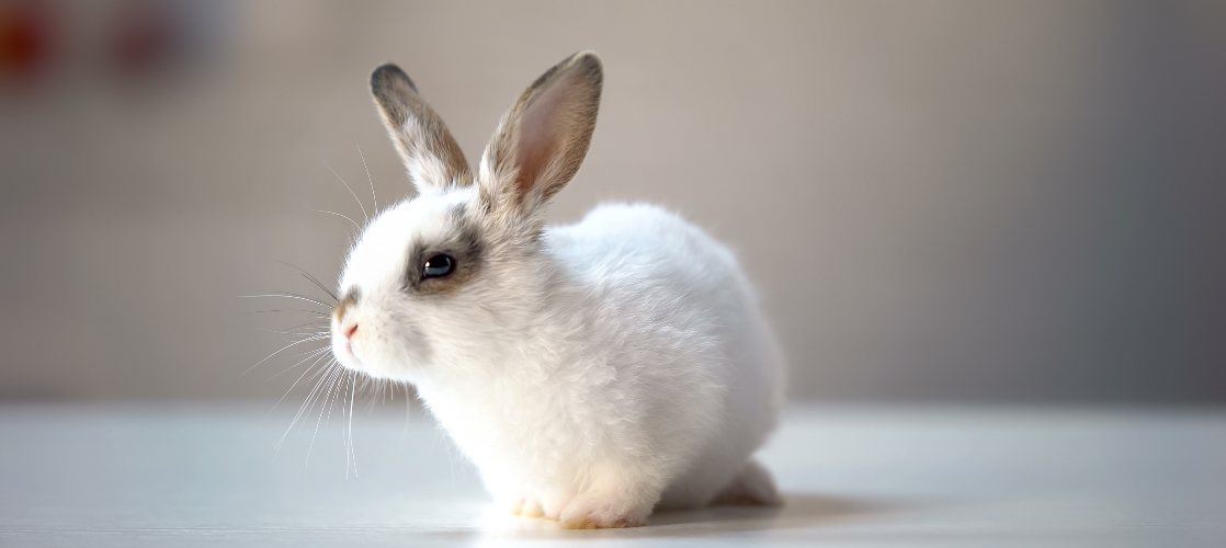 ¿Cómo Cuidar a un Conejo Toy? | Kiwoko