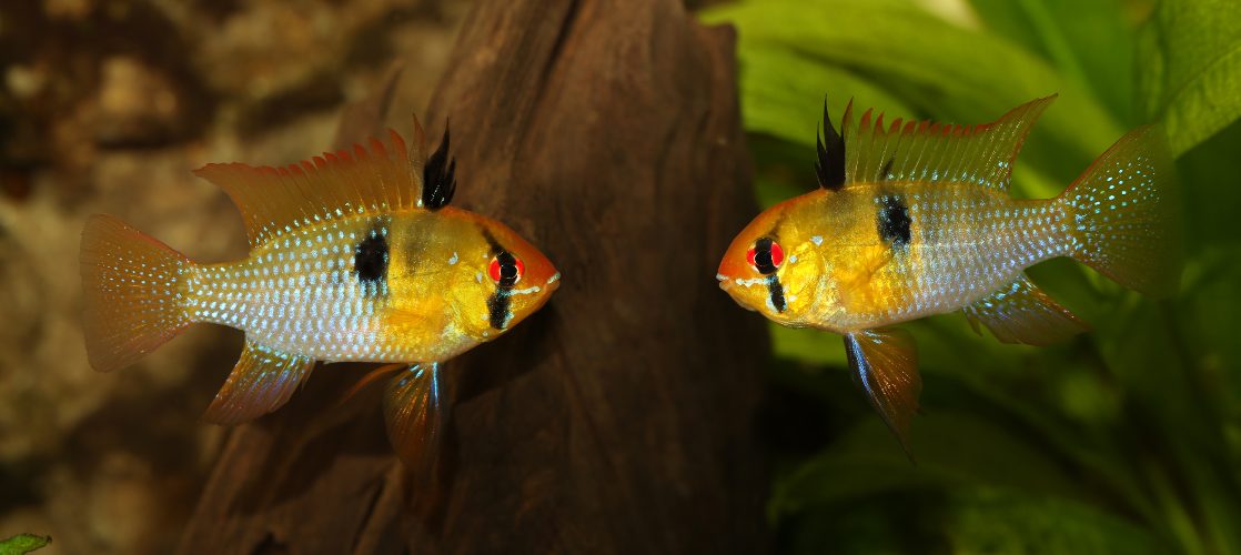 El Pez Ramirezi: Características y Cuidados | Kiwoko