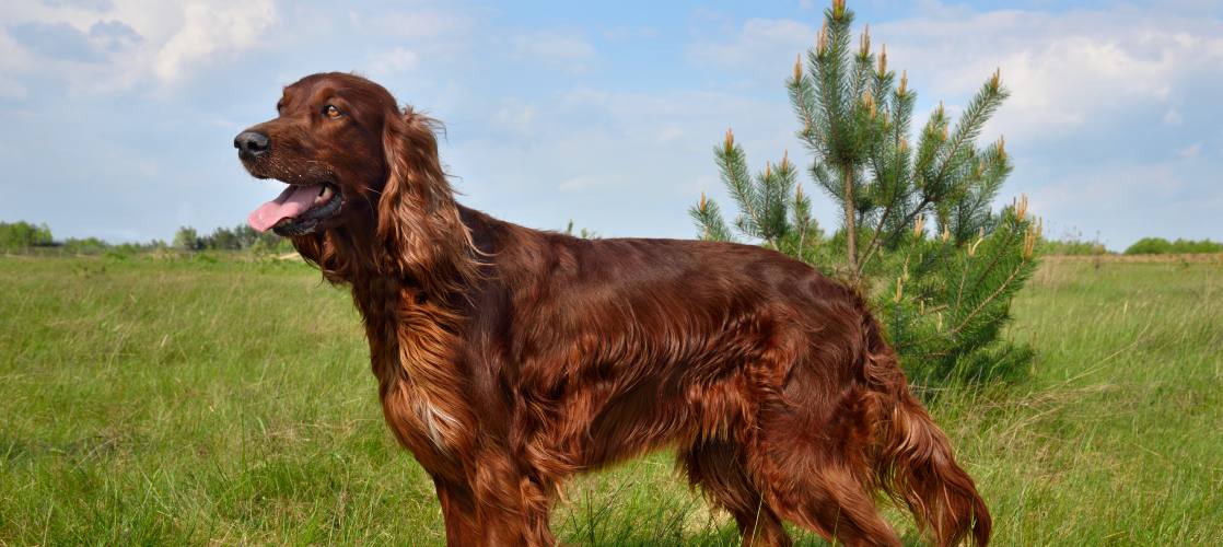 Setter irlandés: Consejos, cuidados y características | Kiwoko