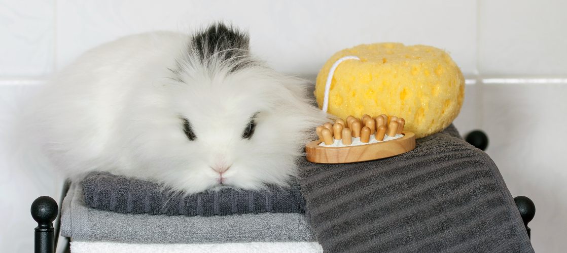 ¿Se debe bañar un conejo? | Kiwoko