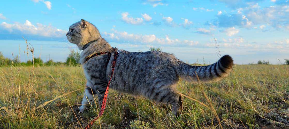 Pasear un Gato por la Calle, ¿Es Posible? | Kiwoko