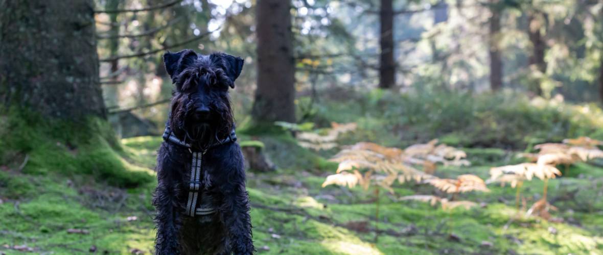 Como Desnudas A Los Perros De Pelo Duro