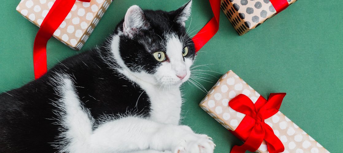 Regalos para Hacer Feliz a tu Gato | Kiwoko