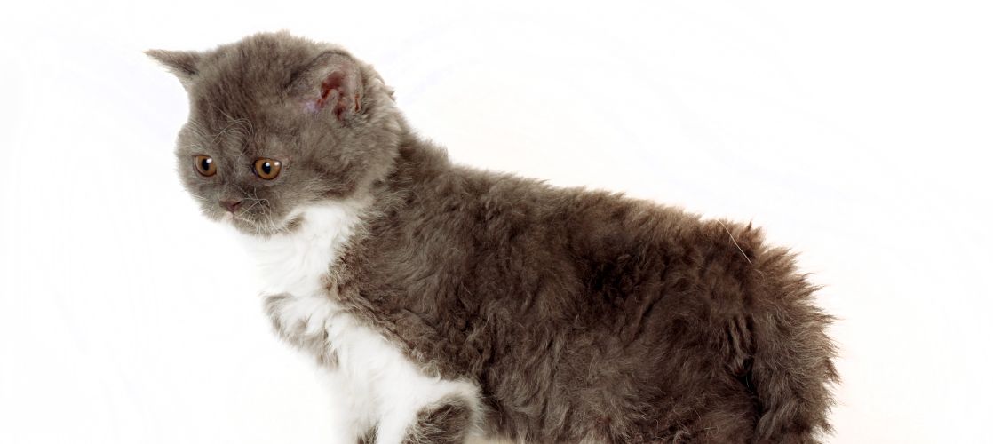 Selkirk Rex: Consejos, cuidados y característica | Kiwoko