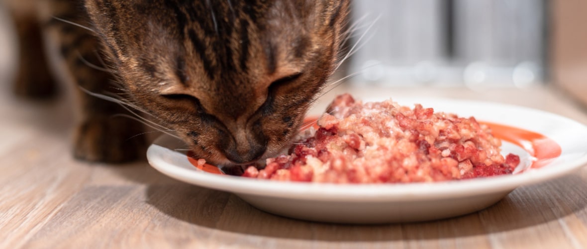 Guía completa sobre la dieta BARF para gatos | Kiwoko